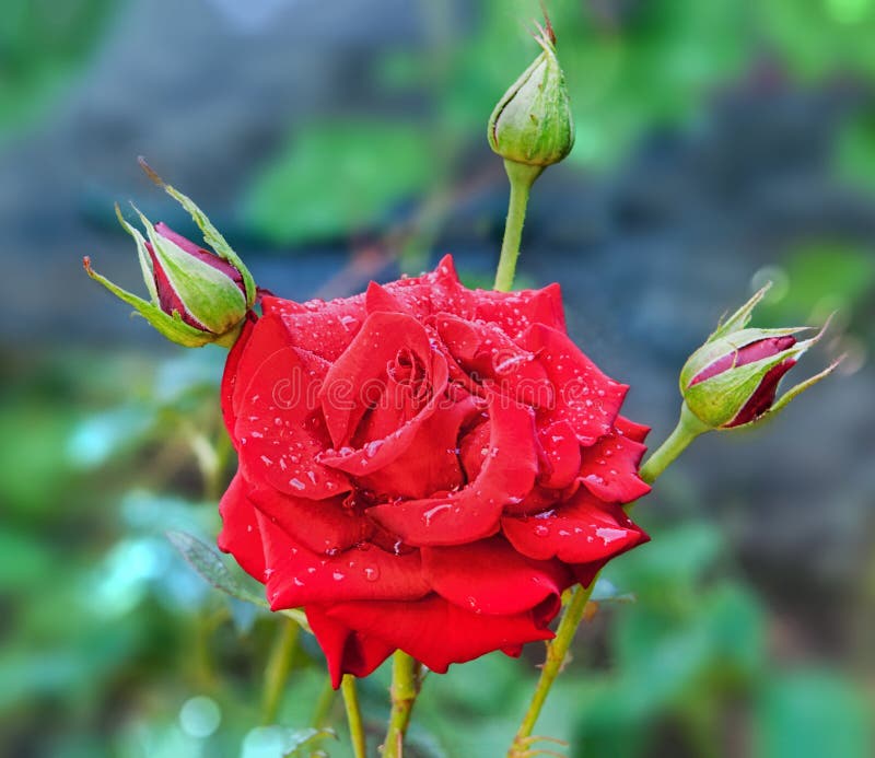 Beautiful Rose3 Stock Photos - Free & Royalty-Free Stock Photos from ...