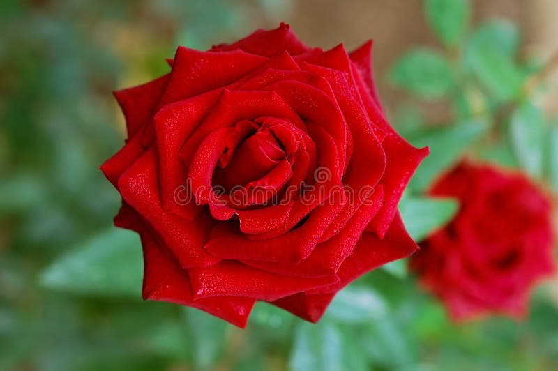 Red rose stock image. Image of natural, macro, background - 29852763