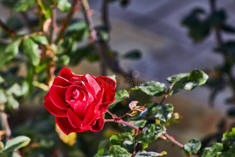 Red rose nature stock image. Image of romance, beauty - 136082035