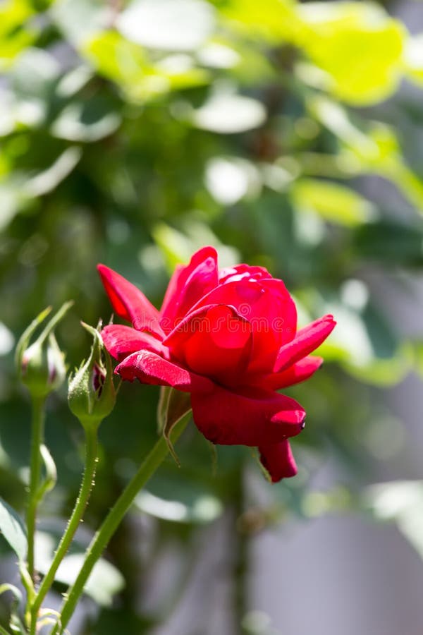 Red rose in nature stock image. Image of bridal, background - 106675763