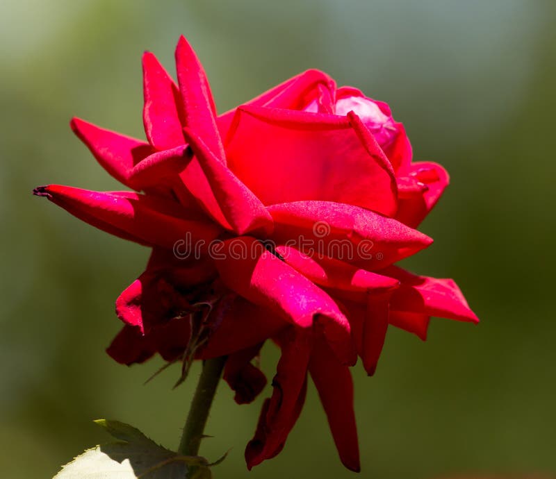 Red rose in nature stock image. Image of garden, season - 90479047