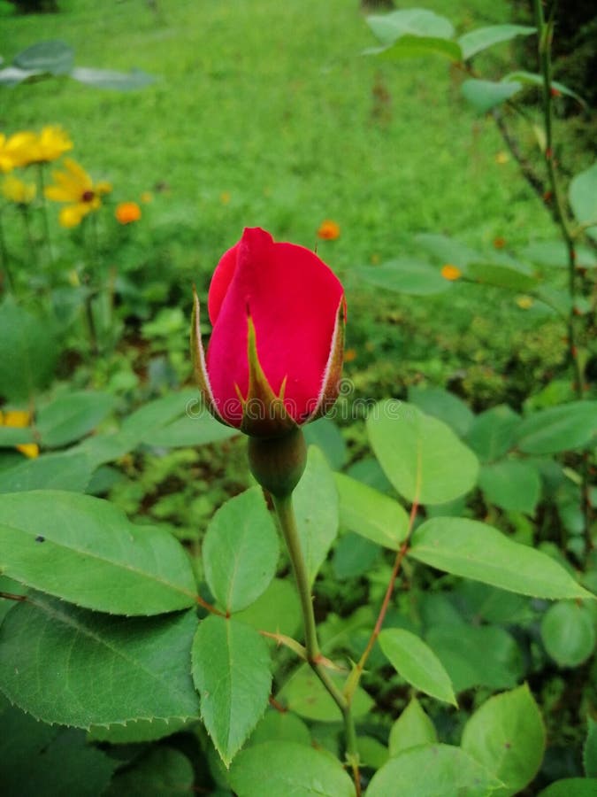 Red rose in nature stock photo. Image of petal, green - 190770570