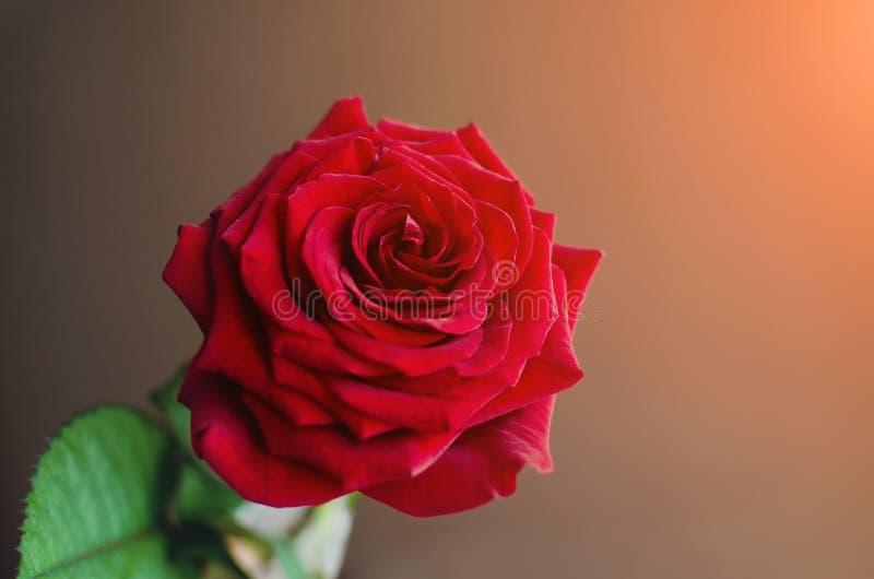 Red Rose on a Neutral Background, Copyspace Stock Image - Image of ...