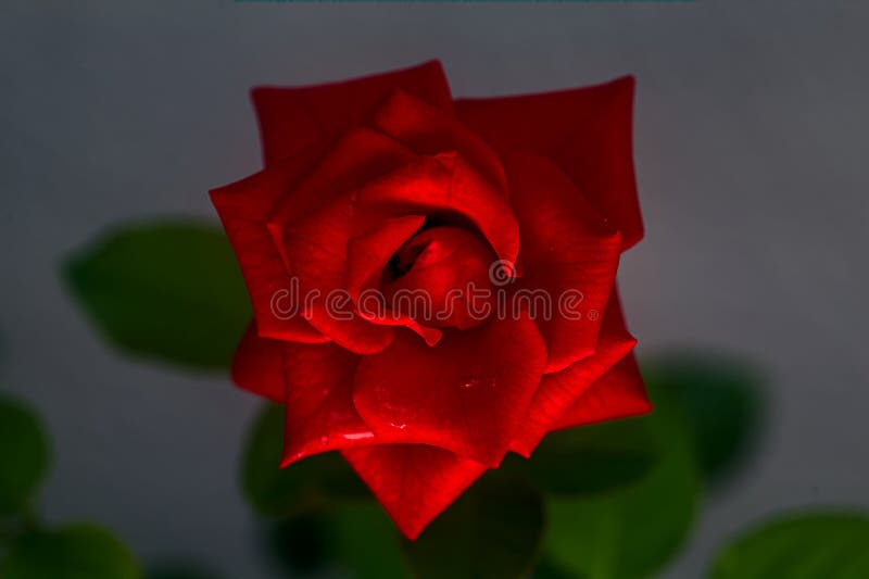 Red Rose on a Neutral Background Seen Up Close Stock Image - Image of ...