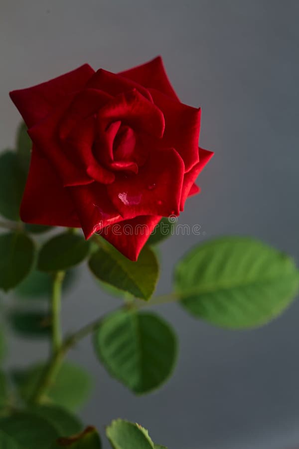 Red Rose on a Neutral Background Seen Up Close Stock Image - Image of ...