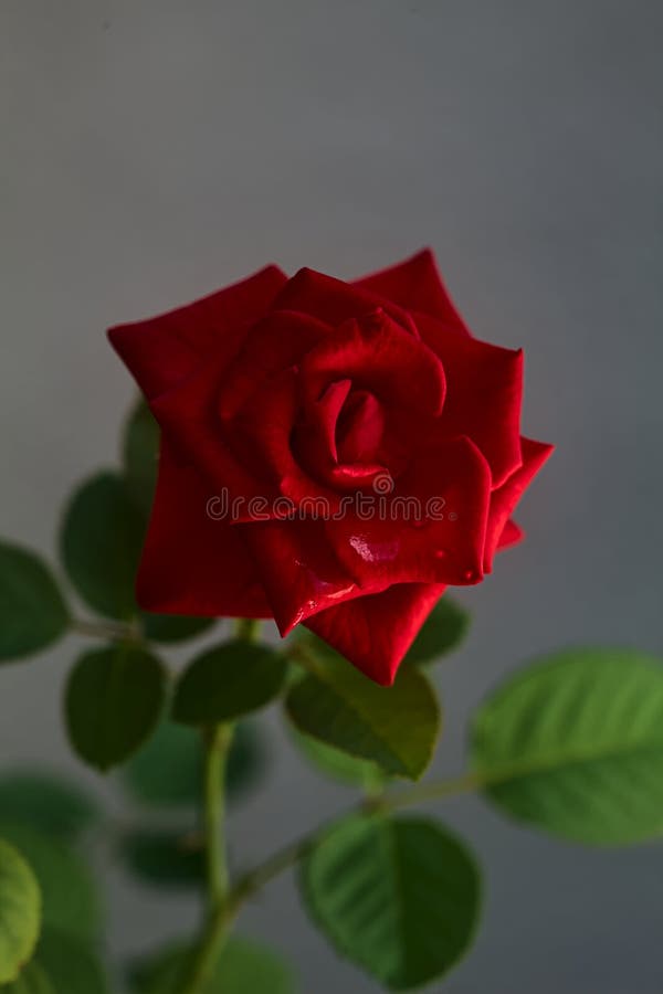 Red Rose on a Neutral Background Seen Up Close Stock Image - Image of ...