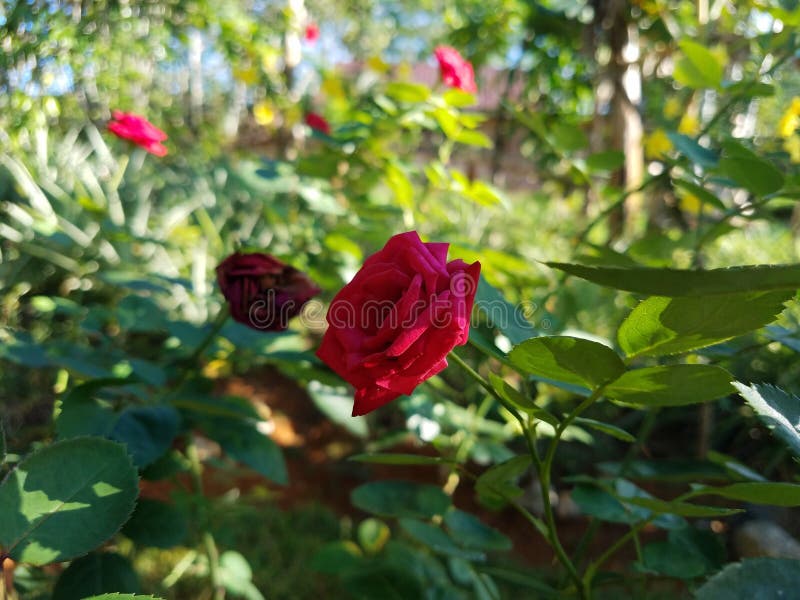 Red Rose stock image. Image of garden, bloomed, rose - 128089327