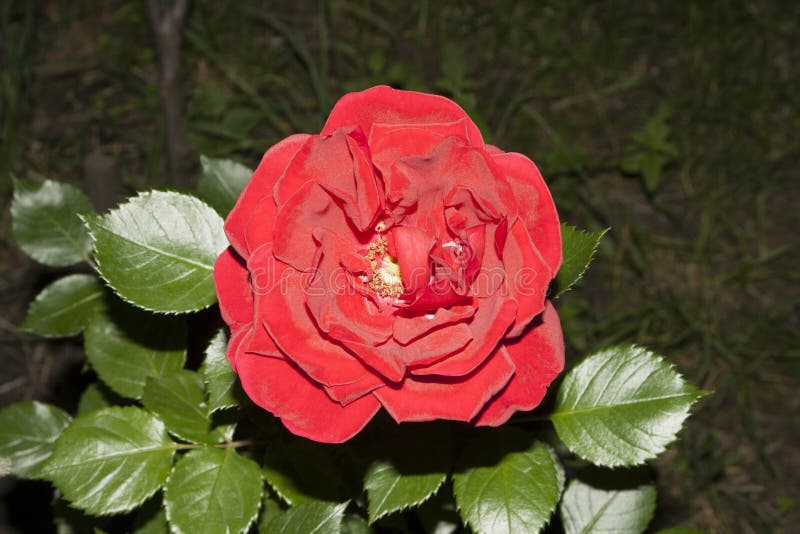 Red rose stock image. Image of background, flower, rose - 54811933