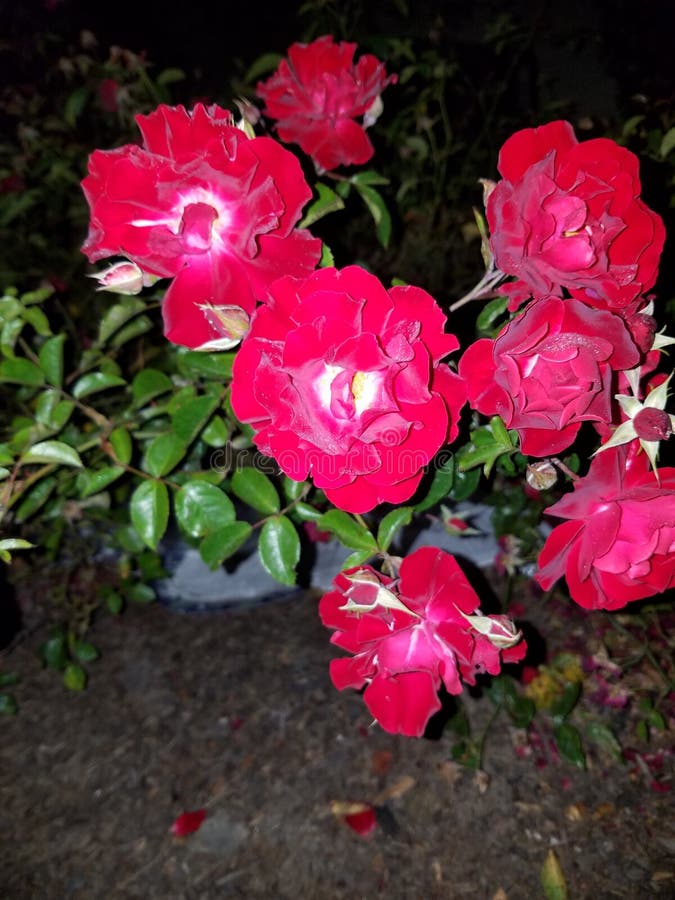 Red rose in stock image. Image of night, outdoor, mist - 156271009