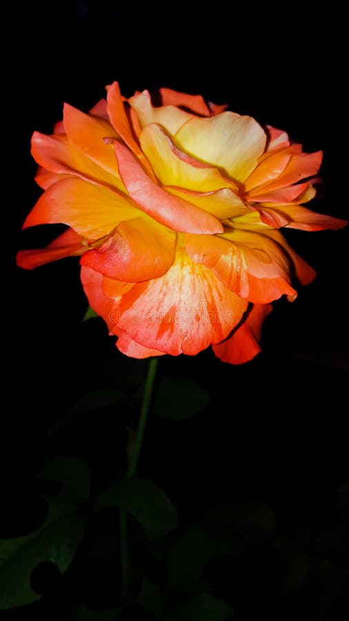 Red Rose Night Photo Flowers Stock Image - Image of flowers, rose ...