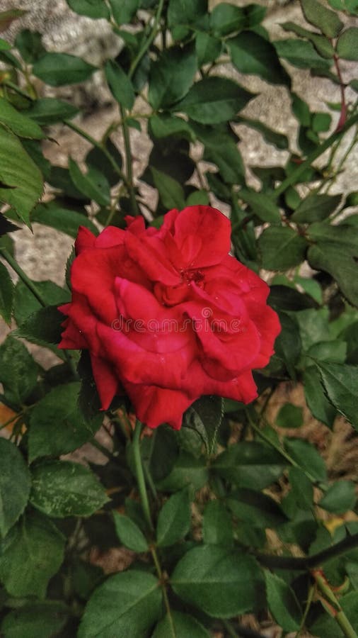 Red rose from normal angle stock image. Image of flower - 211468935