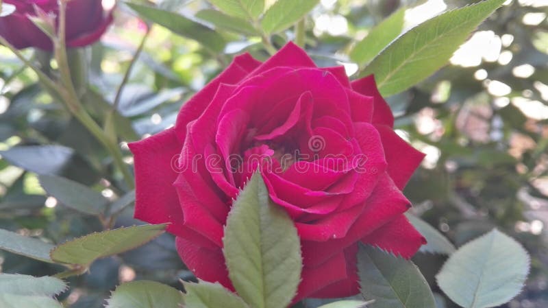 Red Rose in a Normal Park Spring Stock Photo - Image of spring, normal ...