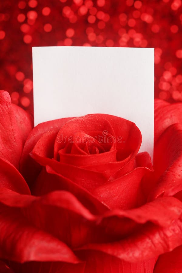 Red rose stock image. Image of love, droplets, macro - 12751379