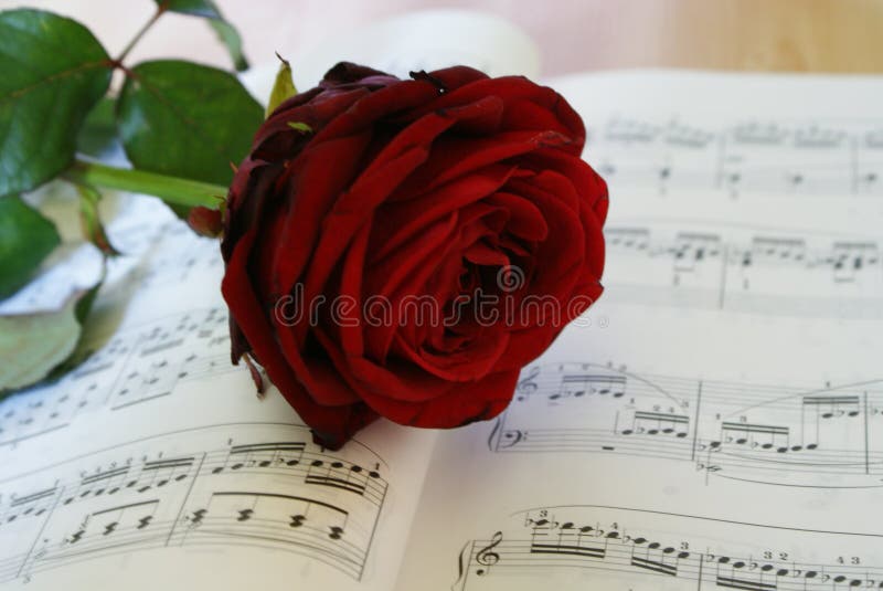 Red rose with note stock image. Image of music, valentine - 64715761