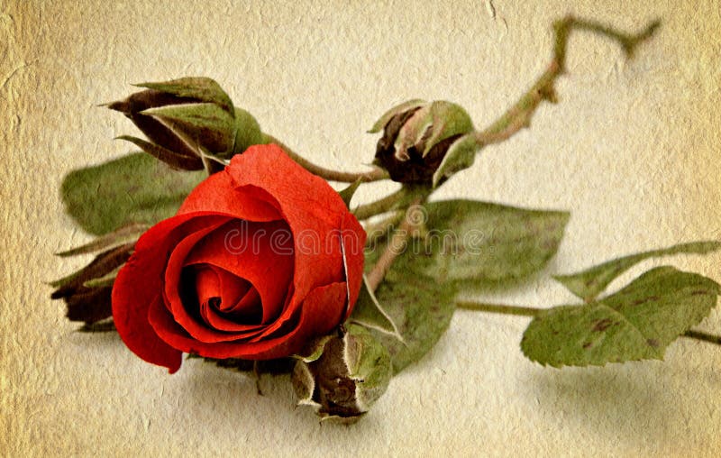 Red rose old paper texture stock photo. Image of elegant - 25668910