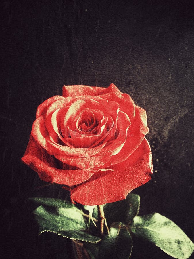 Red rose stock photo. Image of memory, vintage, aged - 65863562