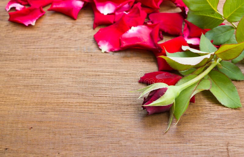 Red Rose on a Old Wood Board. Stock Photo - Image of spring, love: 41975122