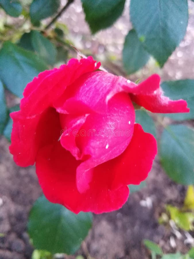 Red rose is open stock image. Image of rose, shrub, plant - 185241801