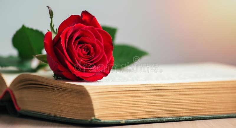Red Rose on Open Book with Green Leaves and Subtle Gradient Background ...