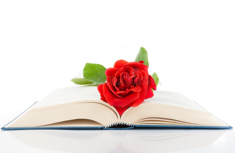 Red Rose on the Open Book on White Background Stock Image - Image of ...