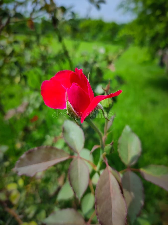 Baby in a bed of roses stock image. Image of hands, kids - 17351247