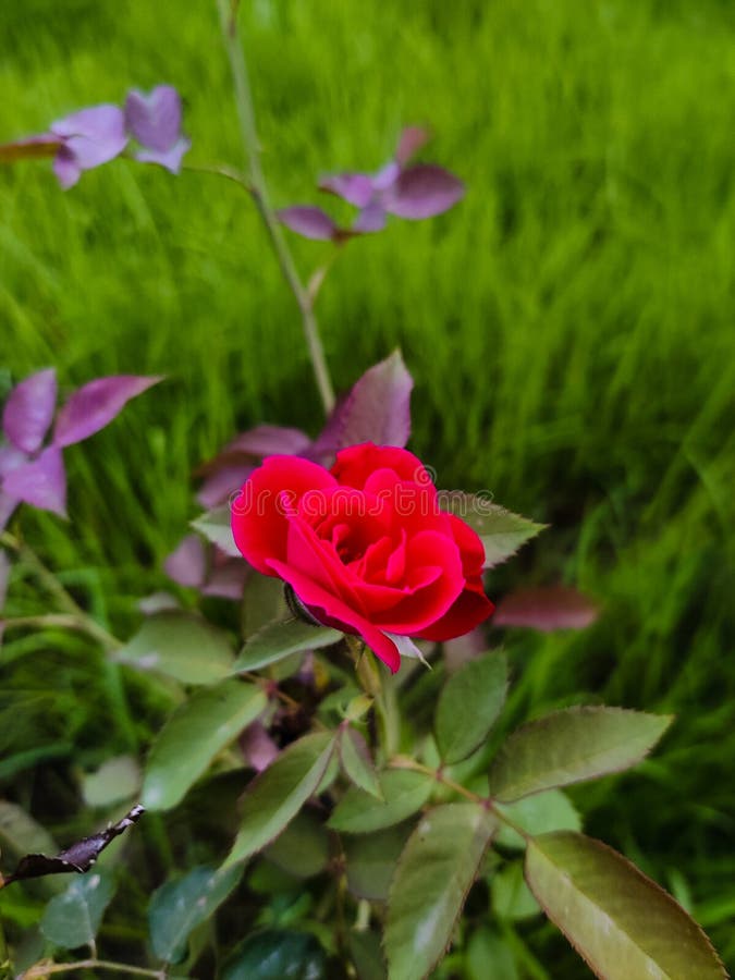 Red Rose Opening Flowers Plants Fresh Stock Photo - Image of rose ...