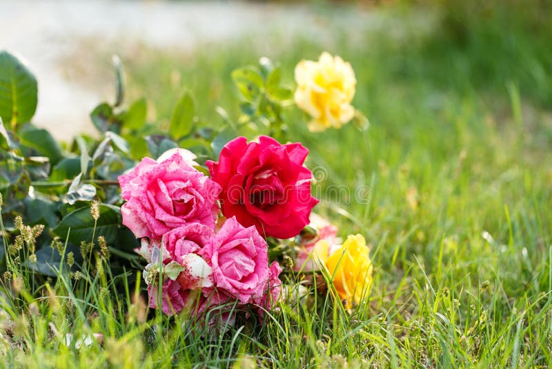 Red Rose Outside the Round Ship Illuminator Stock Photo - Image of ...