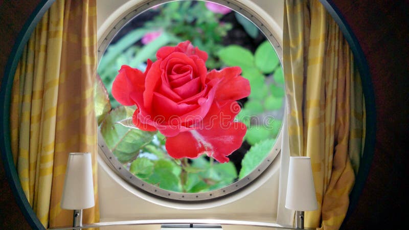 Red Rose Outside the Round Ship Illuminator Stock Photo - Image of ...