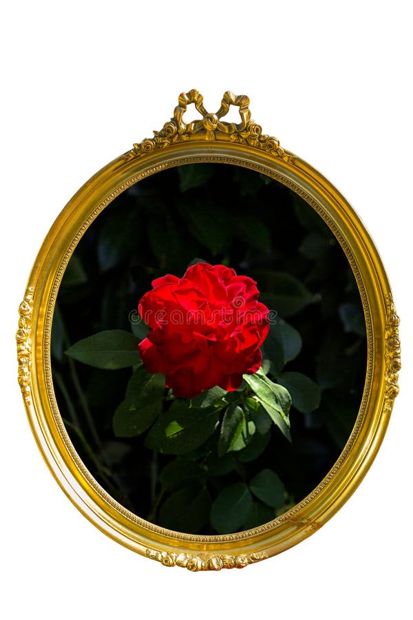 Red rose in the oval frame stock image. Image of concealed - 232742183