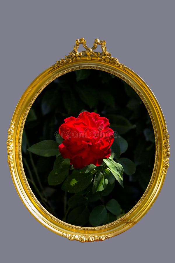 Red rose in the oval frame stock image. Image of gift - 232742189
