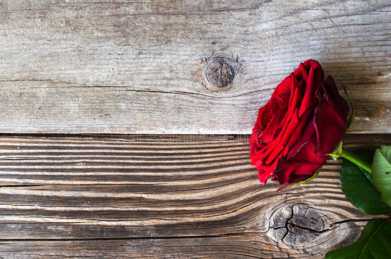 Red rose over wood stock image. Image of decorative, bridal - 24557281