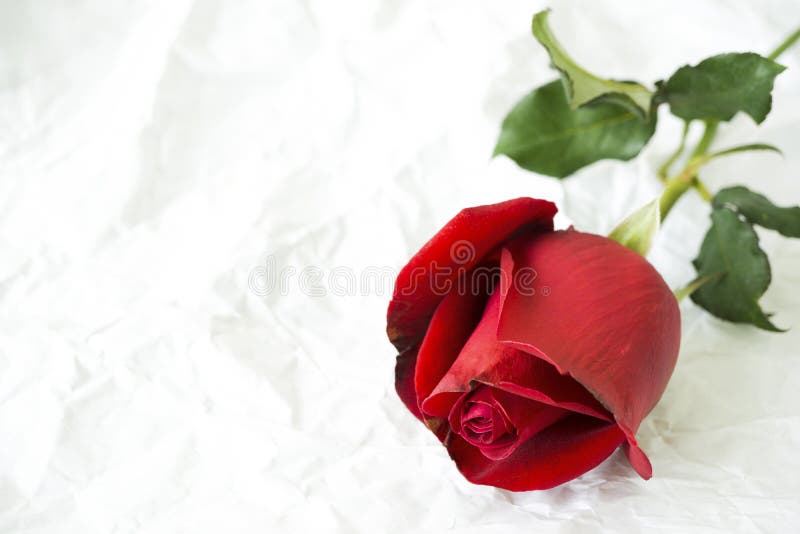 Single Red Rose Paper Wrinkled Stock Photos - Free & Royalty-Free Stock ...