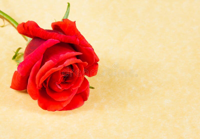 Red rose with parchment. stock image. Image of occasion - 13022405