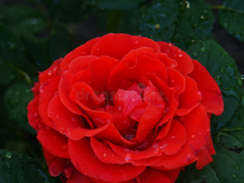 Red Rose in the Park. Red Rose Bush Stock Image - Image of love ...
