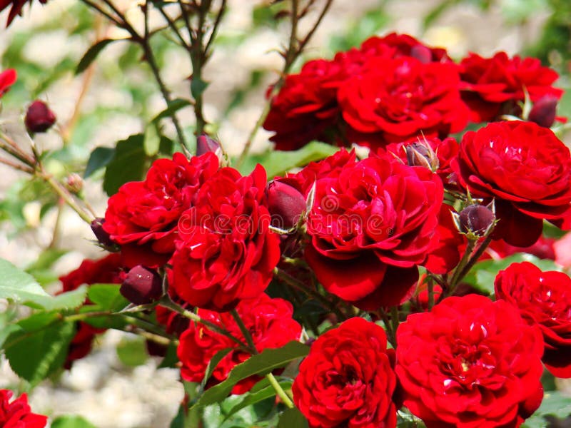 Red Rose in the Park. Red Rose Bush Stock Image - Image of park, botany ...