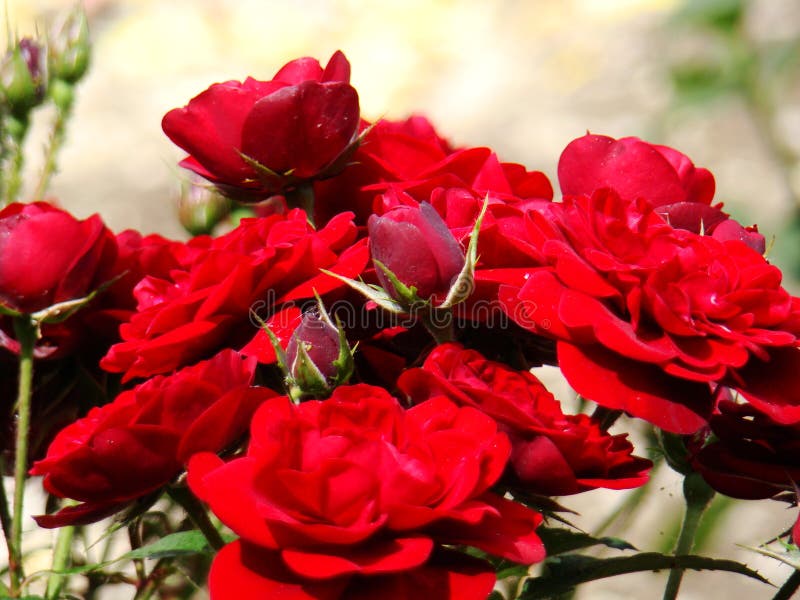Red Rose in the Park. Red Rose Bush Stock Photo - Image of decoration ...