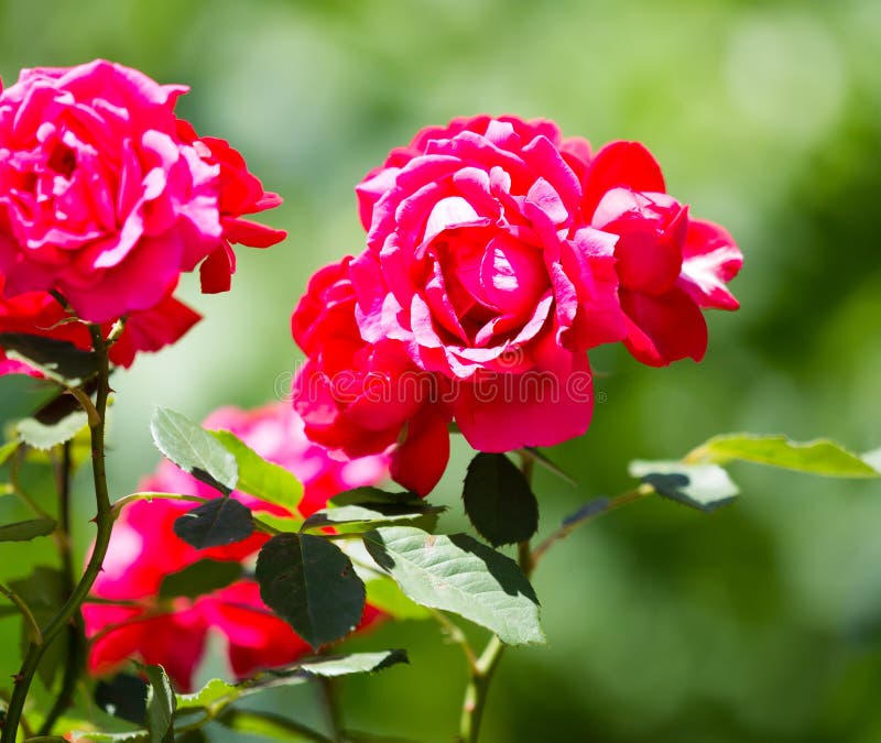 Red Rose in a Park in the Nature Stock Photo - Image of green, rose ...