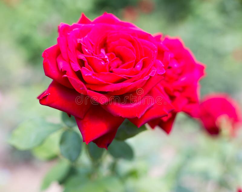 Red Rose in a Park on the Nature Stock Image - Image of nature, park ...