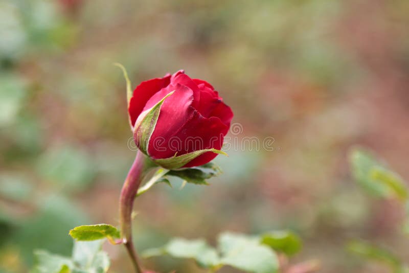 Red rose in the park stock image. Image of park, natural - 183415419