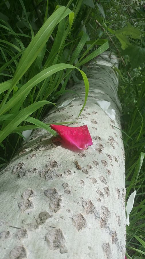 The patel of the rose stock image. Image of freezing - 180181499