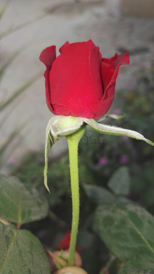 Red rose & patels stock image. Image of beautiful - 115918997