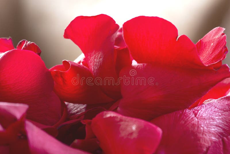 Patel Rose Stock Photos - Free & Royalty-Free Stock Photos from Dreamstime