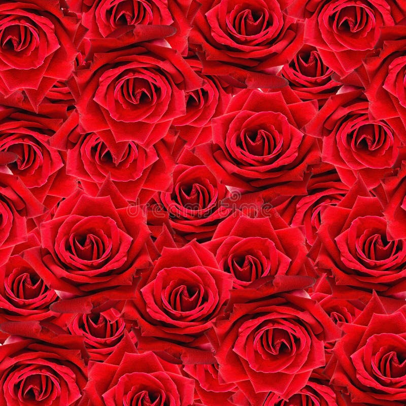 Red rose pattern stock photo. Image of roses, bouquet - 51264462