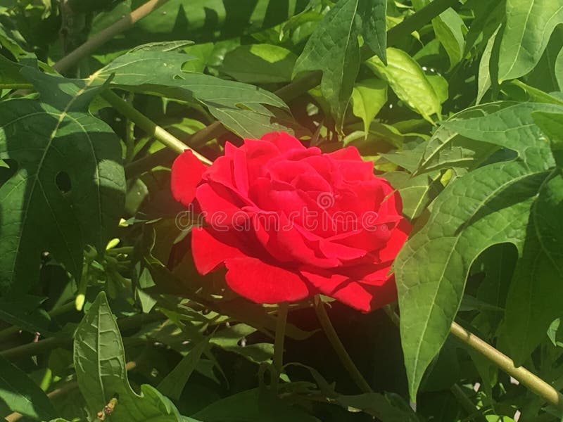 Red Rose at Peak stock image. Image of jamaica, black - 119194611