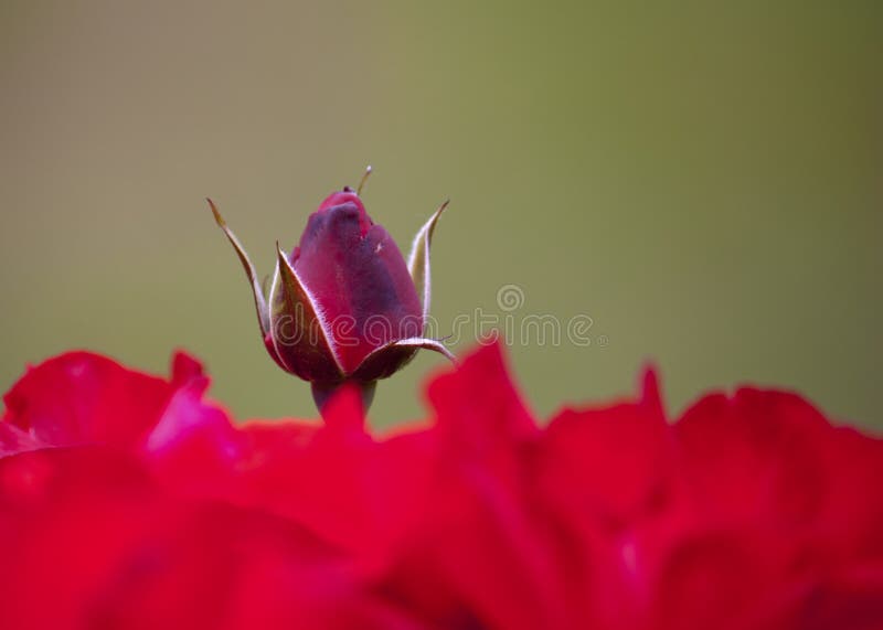 Red rose peony stock photo. Image of blossom, bouquet - 53581722