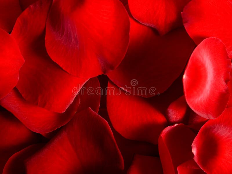 Red rose petal stock photo. Image of flower, studio - 182826528