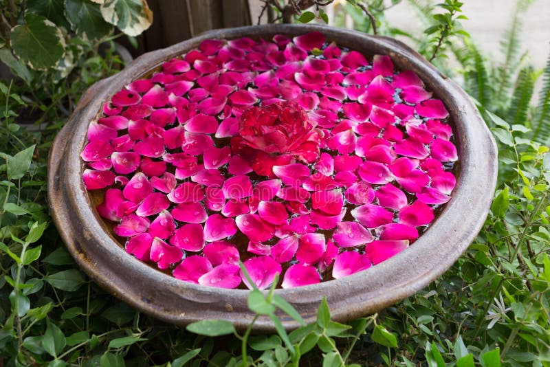 Red Flower Floating in Water with Water Drops on Its Patels Isolsted in ...