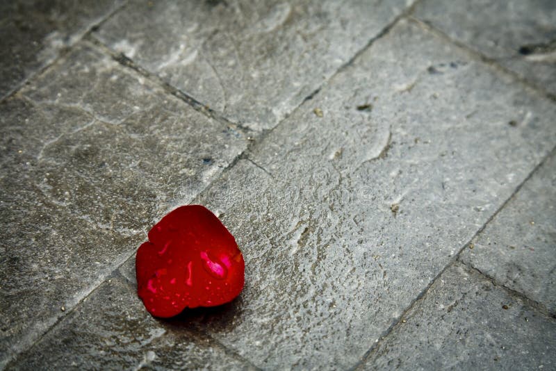 Red rose petal on sidewalk stock photo. Image of single - 18566212