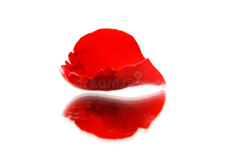 Red Rose Petal Wth Reflection Over White Stock Photo - Image of ...