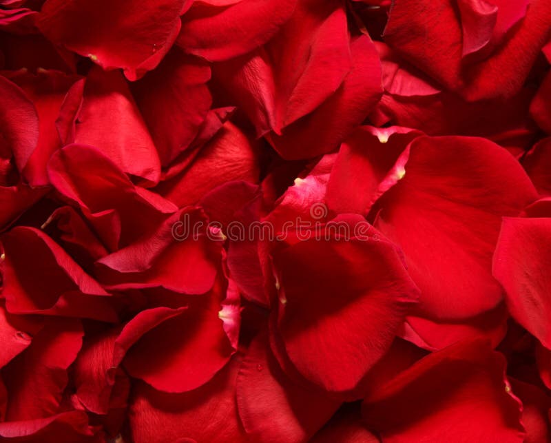 Red rose petals. stock photo. Image of leaves, beauty - 12172398